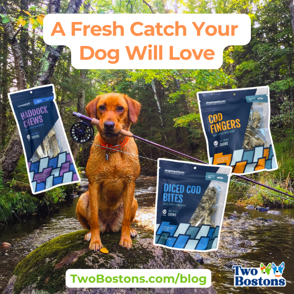 Momentum Fish Chews | Single-Ingredient Treats Dogs Love